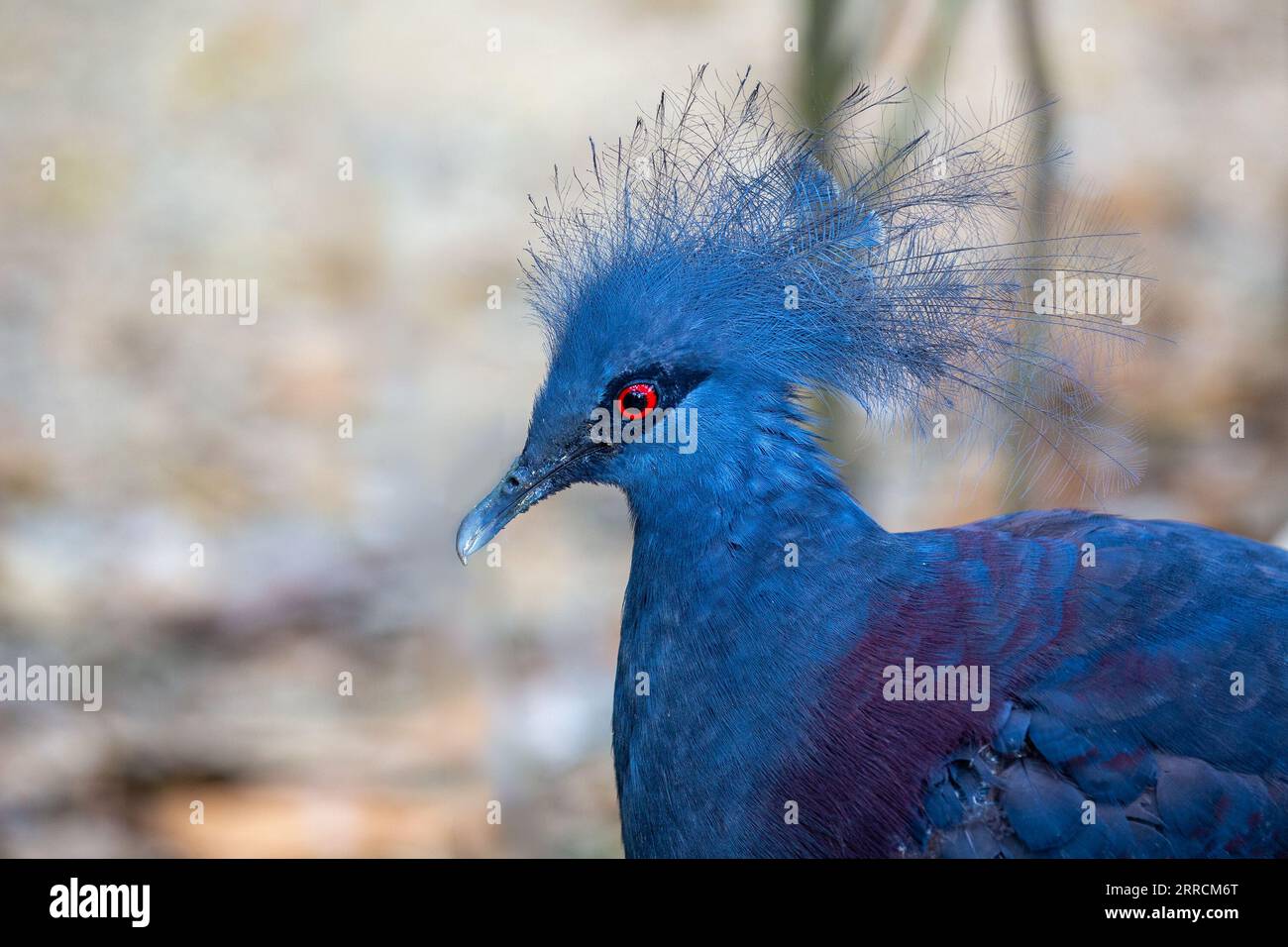 Behold the majestic Victoria Crowned Pigeon, Goura victoria, native to ...