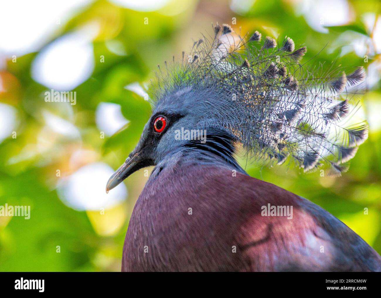 Behold the majestic Victoria Crowned Pigeon, Goura victoria, native to ...
