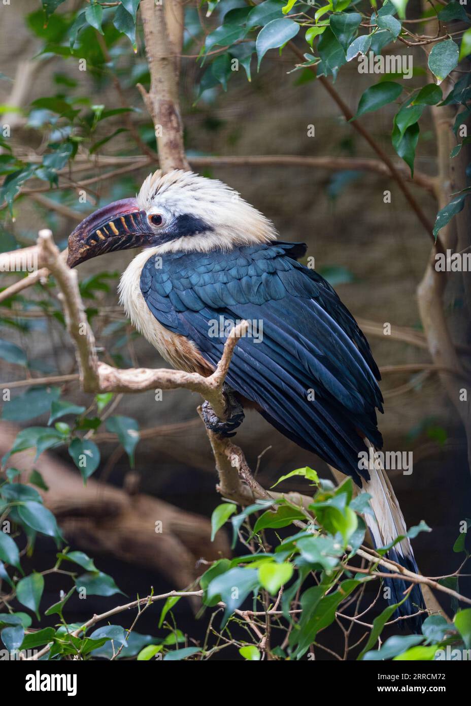 The Visayan Hornbill (Penelopides panini) is a stunning bird endemic to ...