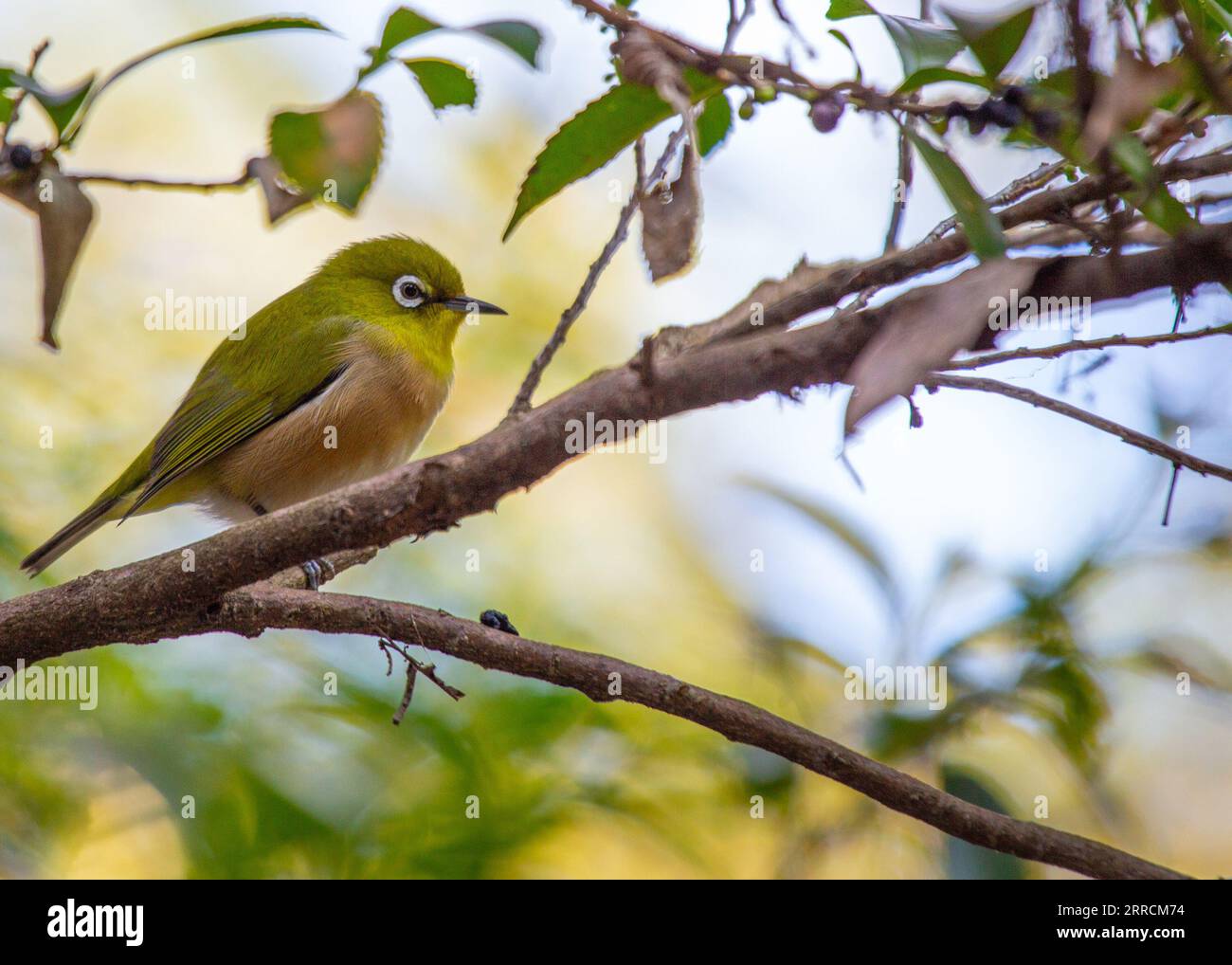 The Warbling White-eye is a small passerine bird native to East Asia ...