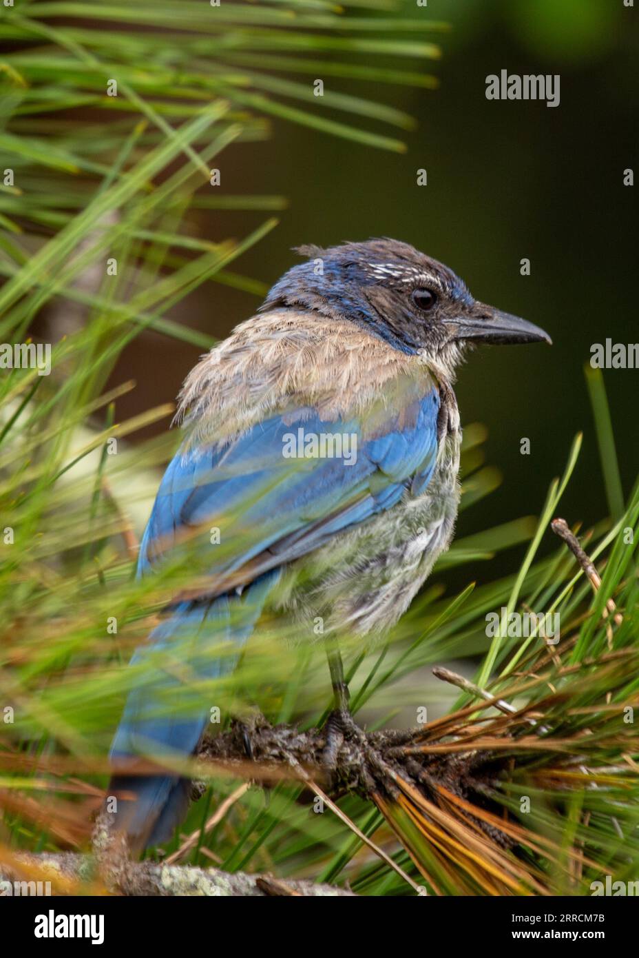 The Western Scrub Jay, native to western North America, is a striking ...