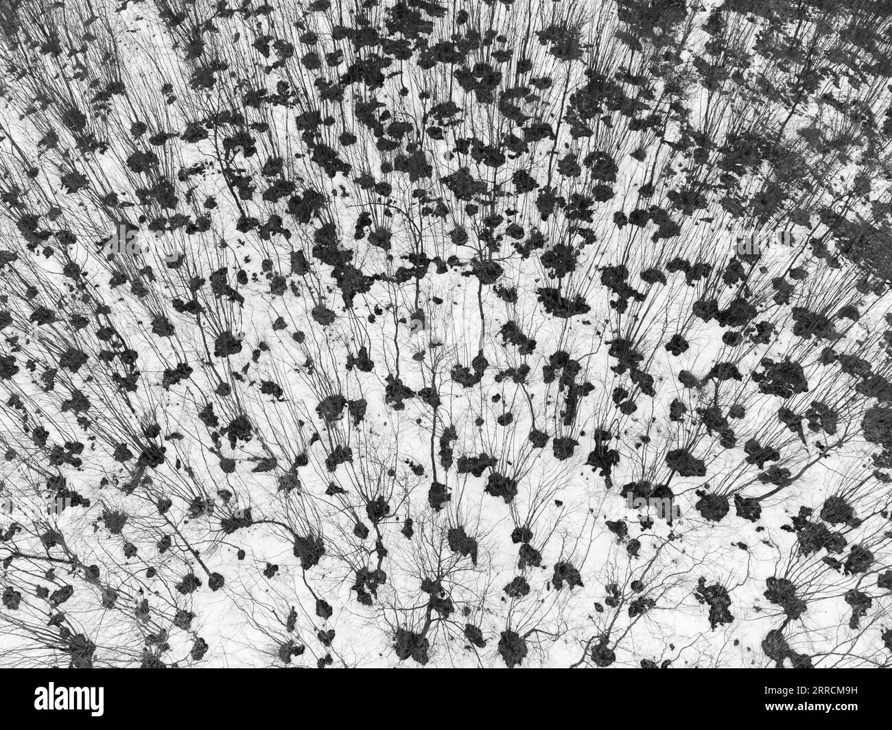 Flight over white forest Black and White Stock Photos & Images - Alamy