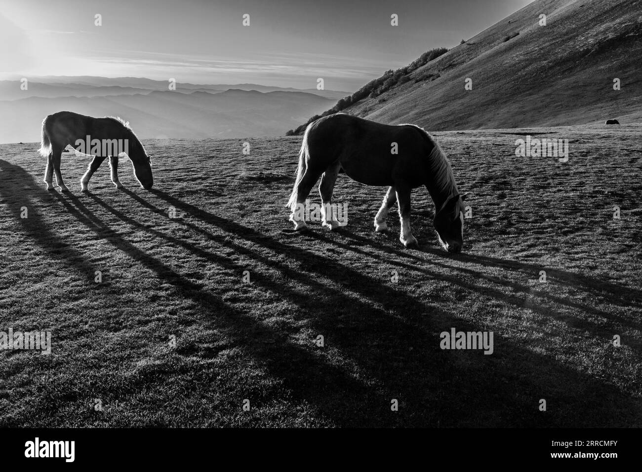 Long shadows on the grass Black and White Stock Photos & Images - Alamy