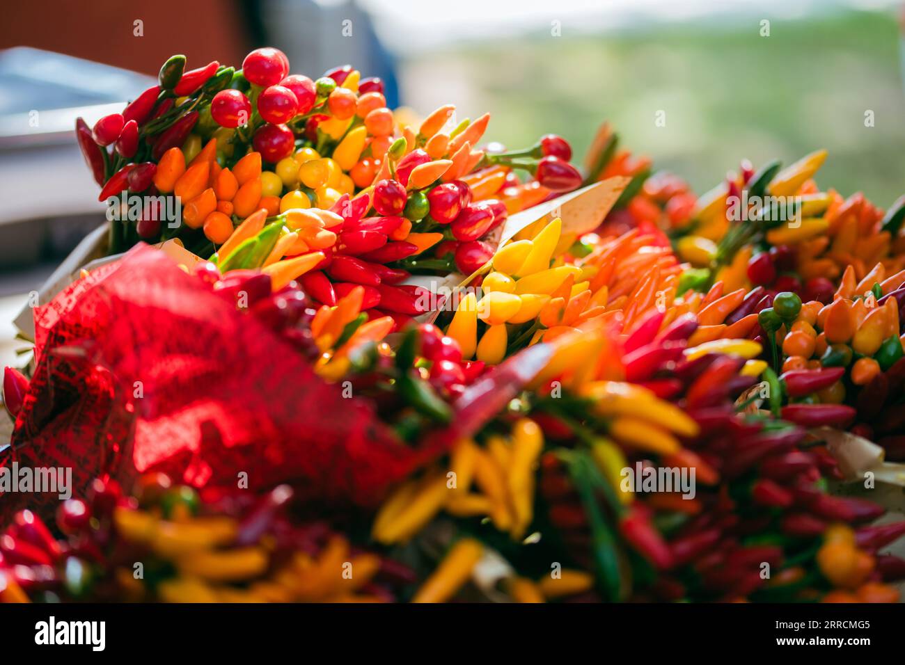 Bunch the chilly hi-res stock photography and images - Alamy