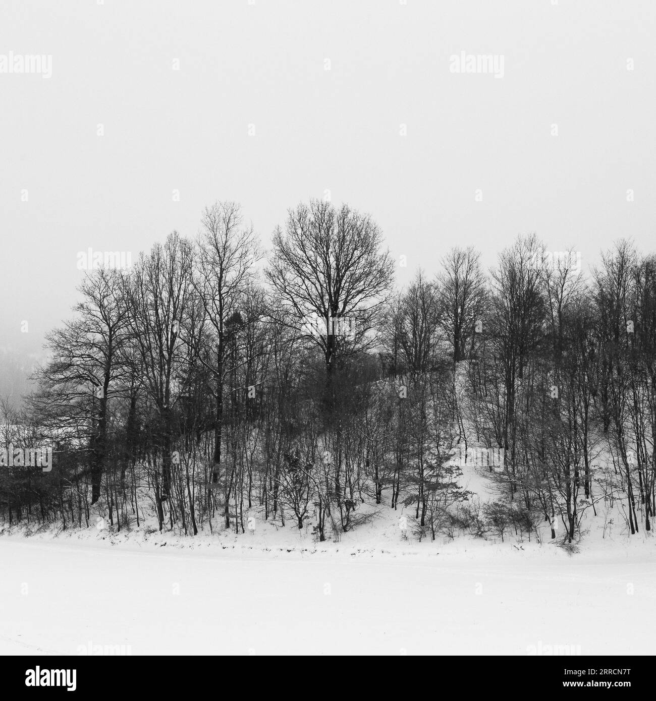 Winter trees tree over Black and White Stock Photos & Images - Alamy