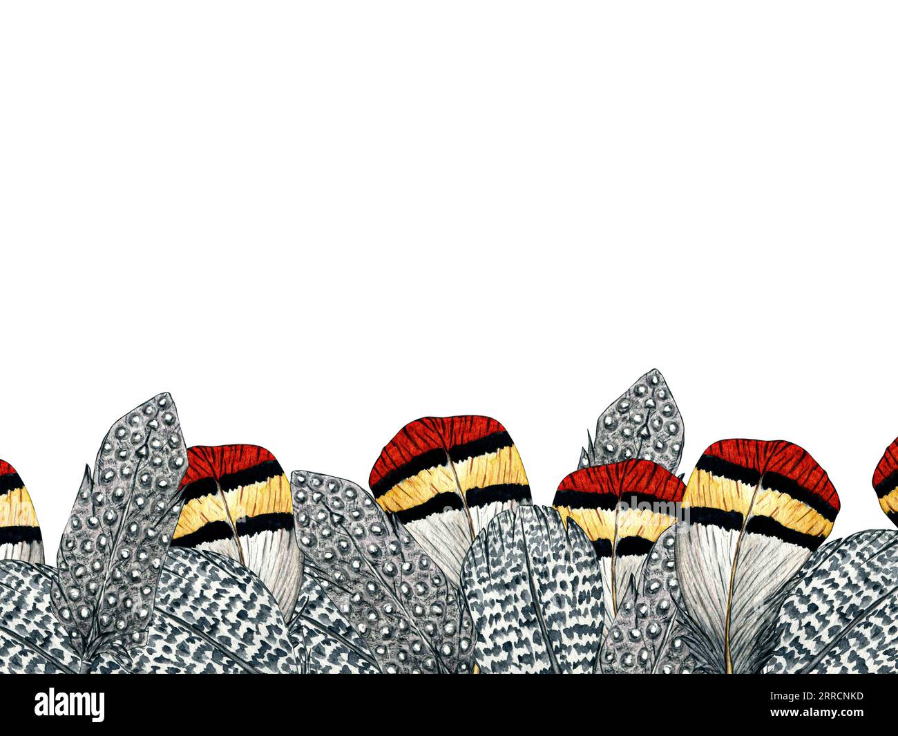 Watercolor feathers border on the white background. Woodland nature ...