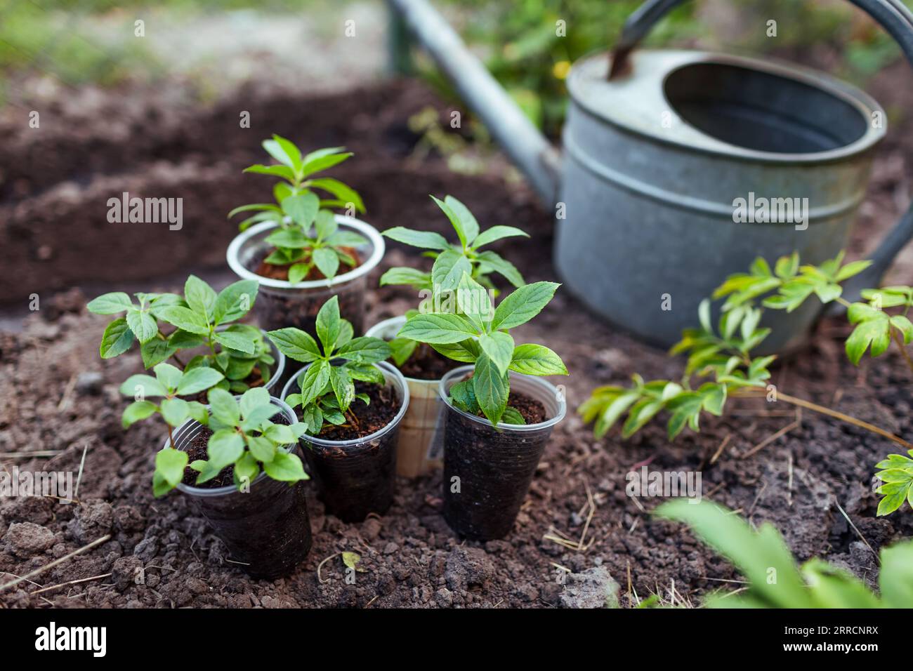 Preparing for rooted panicle hydrangea cuttings transplanting into soil ...