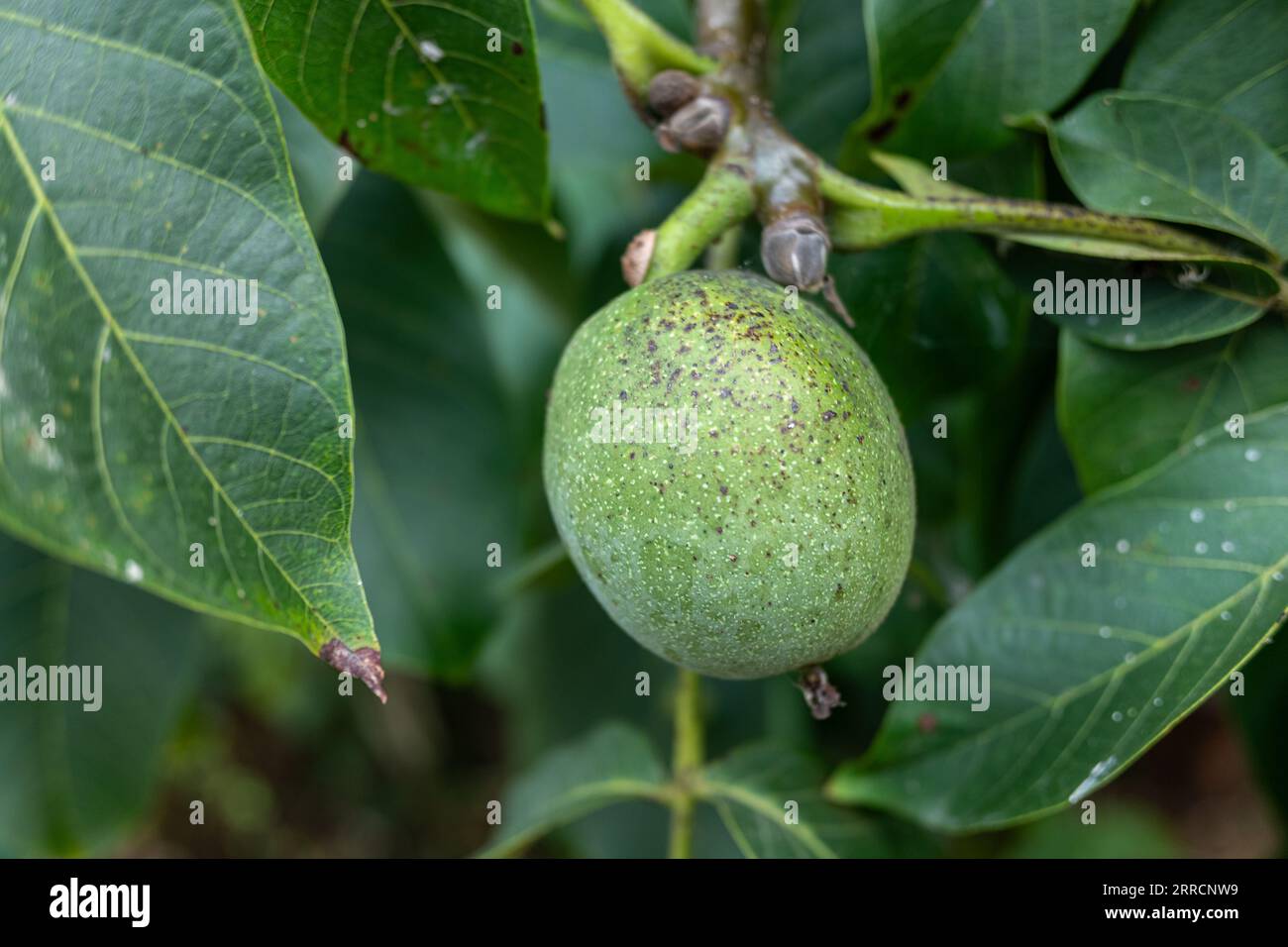 Wet walnut hi-res stock photography and images - Alamy