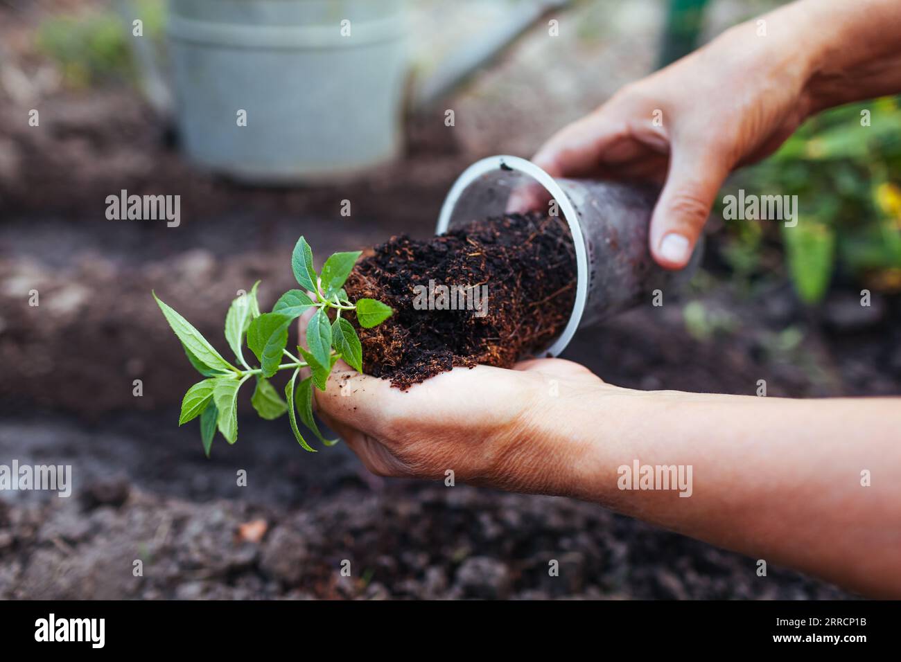 How To Take Plant Out Of Pot