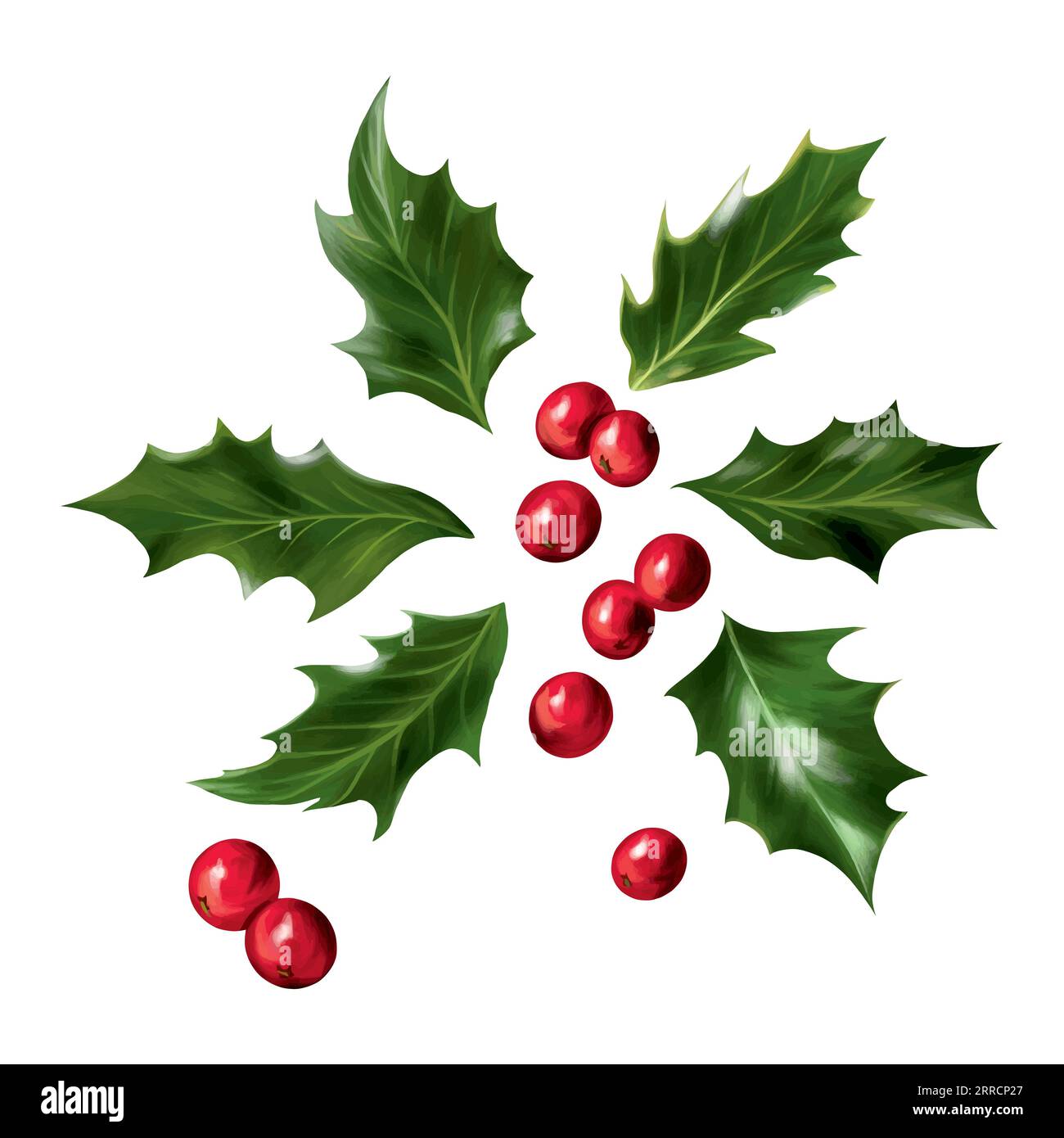 Green holly leaves and red berries. Vector illustration for New Year ...