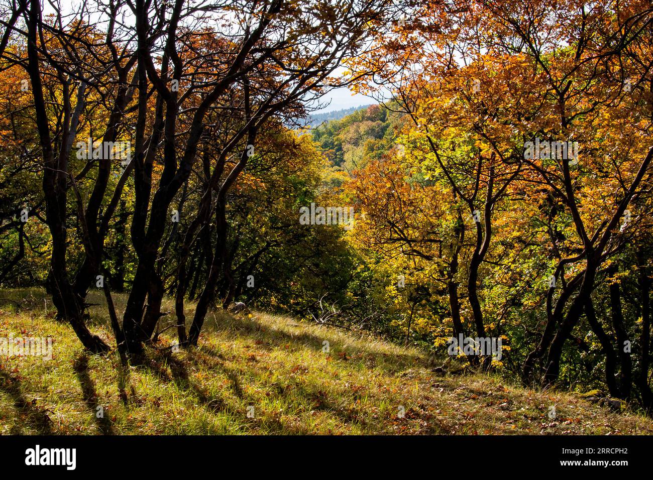 Nature countryside forest valley hi-res stock photography and images ...