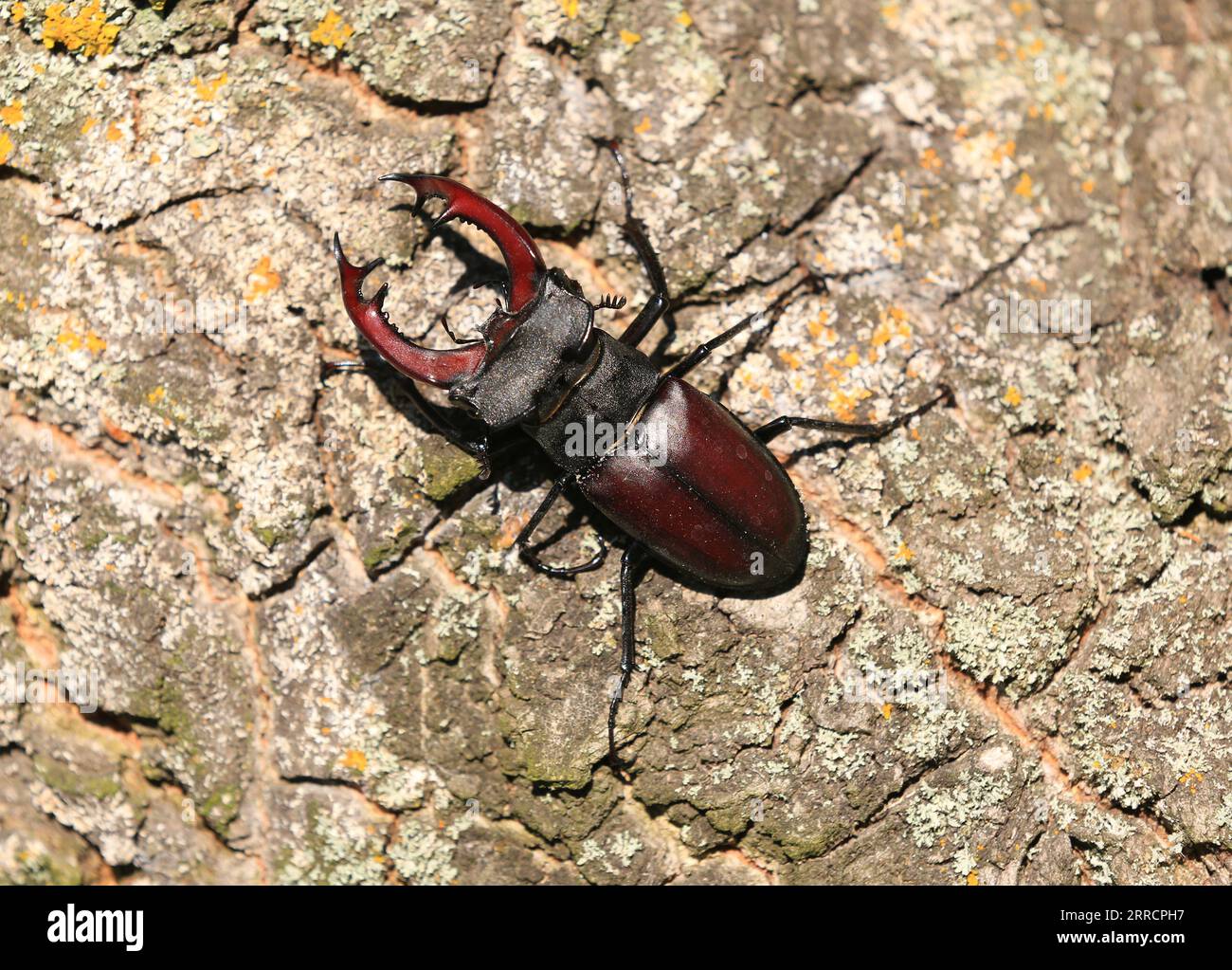 Closeup of a male of the European stag beetle, Lucanus servus. On the ...
