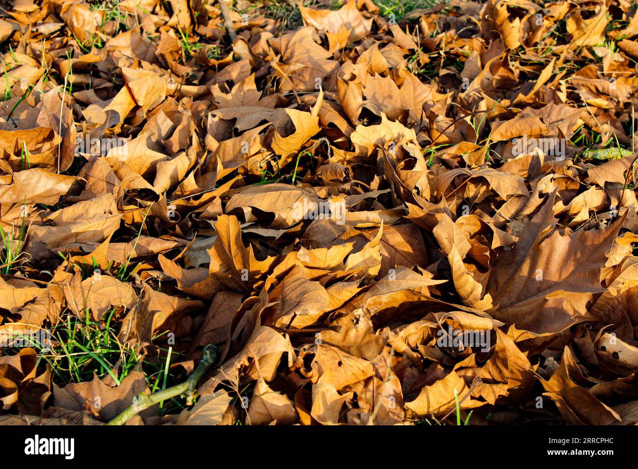 Brown leaf carpet hi-res stock photography and images - Alamy