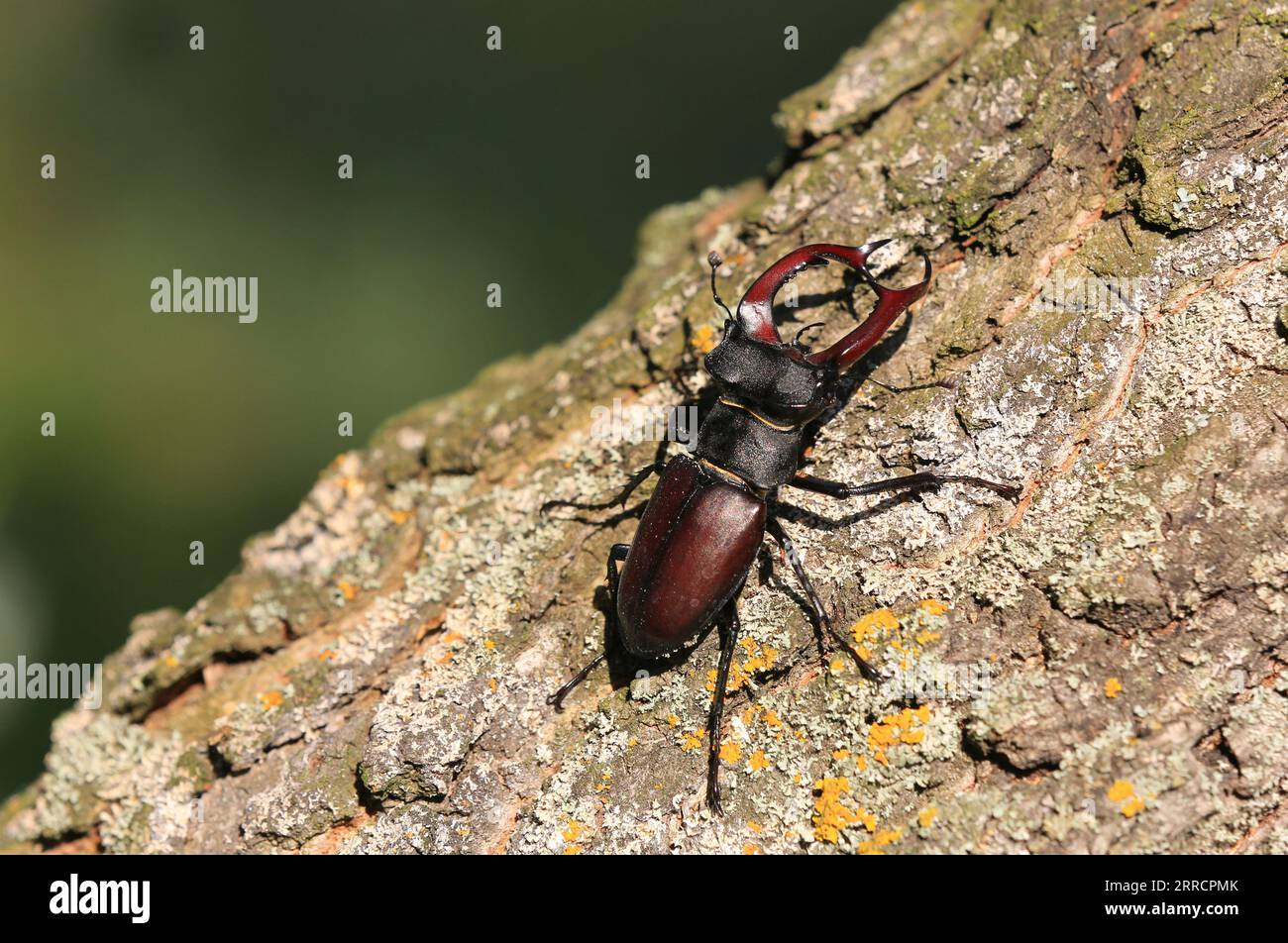 Lucanus cervus bug on oak tree Stock Photo - Alamy