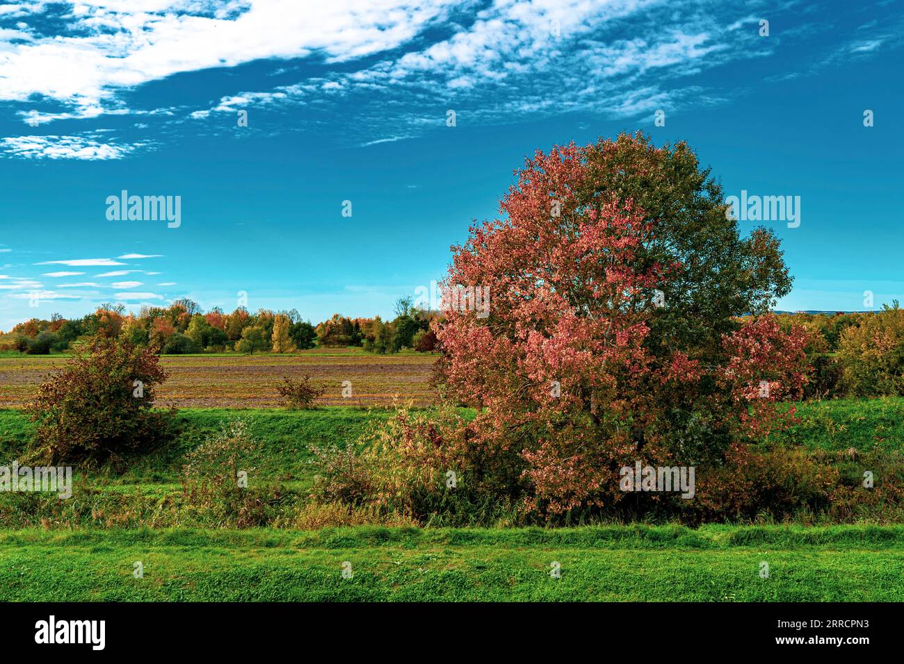 Popolus alba hi-res stock photography and images - Alamy