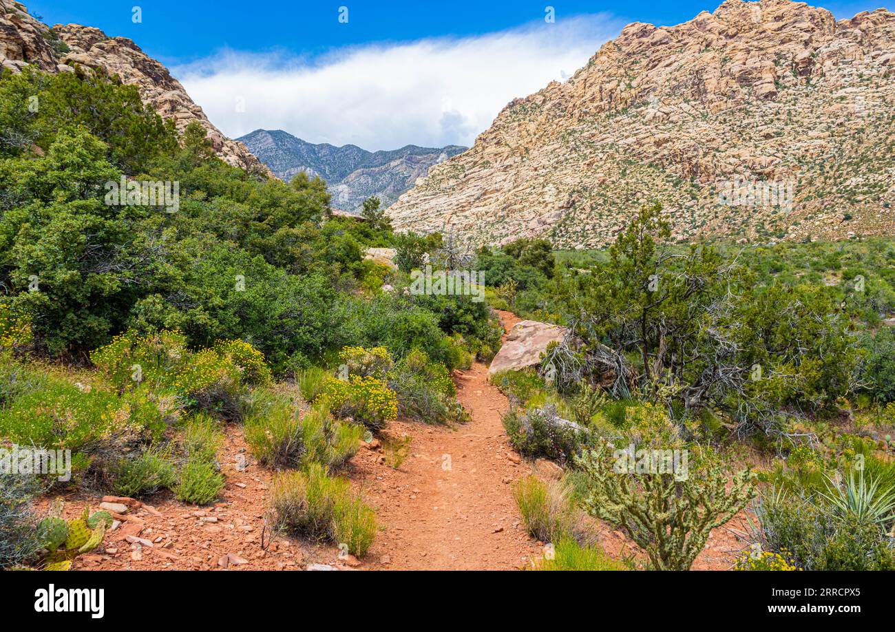 Wildflowers and The Wilson Cliffs Along The SMYC Trail, Red Rock Canyon ...