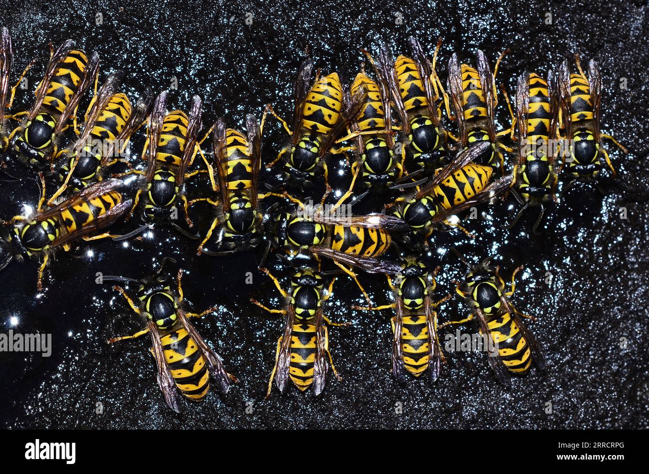 active worker common wasps vespula vulgaris Stock Photo - Alamy