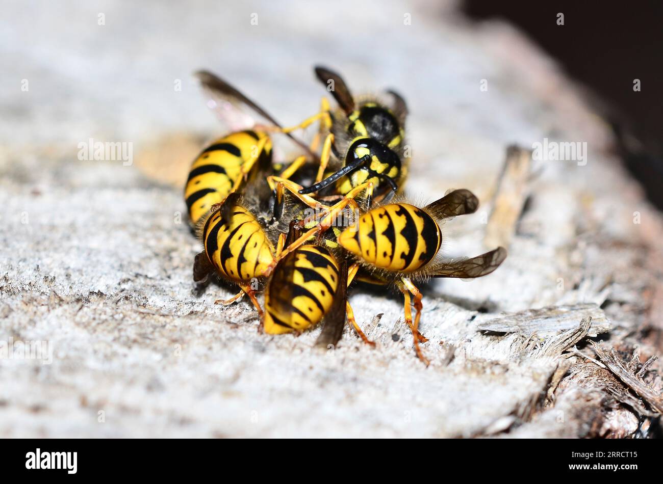 active worker common wasps vespula vulgaris Stock Photo - Alamy
