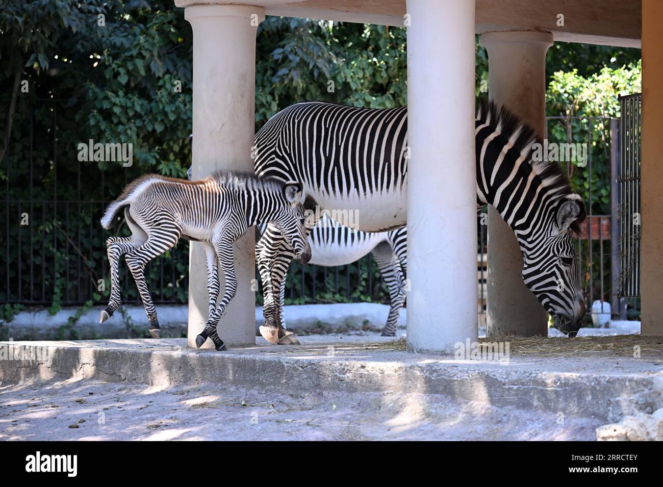 Bioparco 2023 hi-res stock photography and images - Alamy