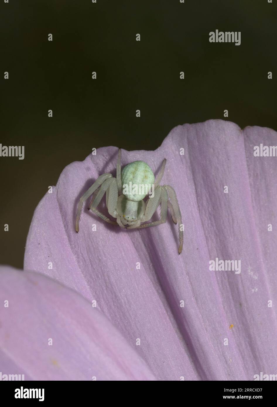 Green Crab Spider on Pink Cosmos Daisy Stock Photo - Alamy