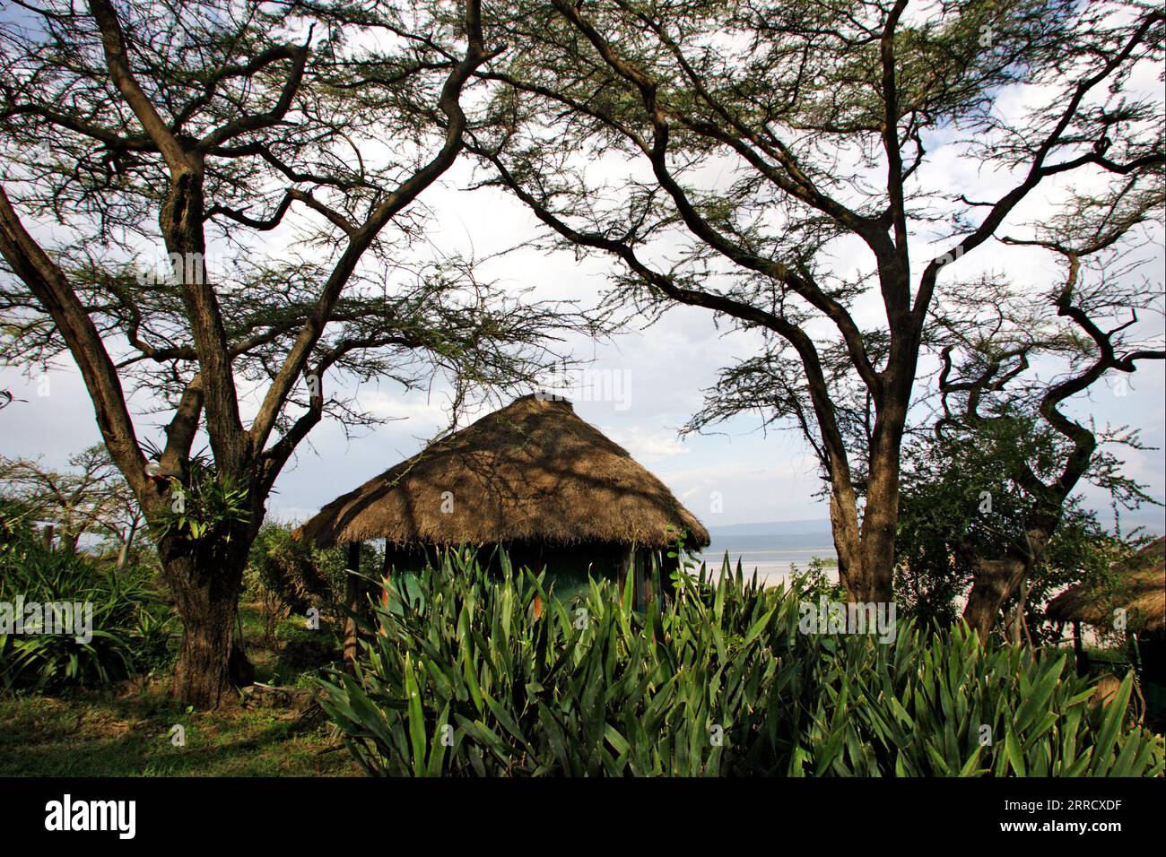 Njemps woman the Ilchamus (sometimes spelled Iltiamus, also known as ...