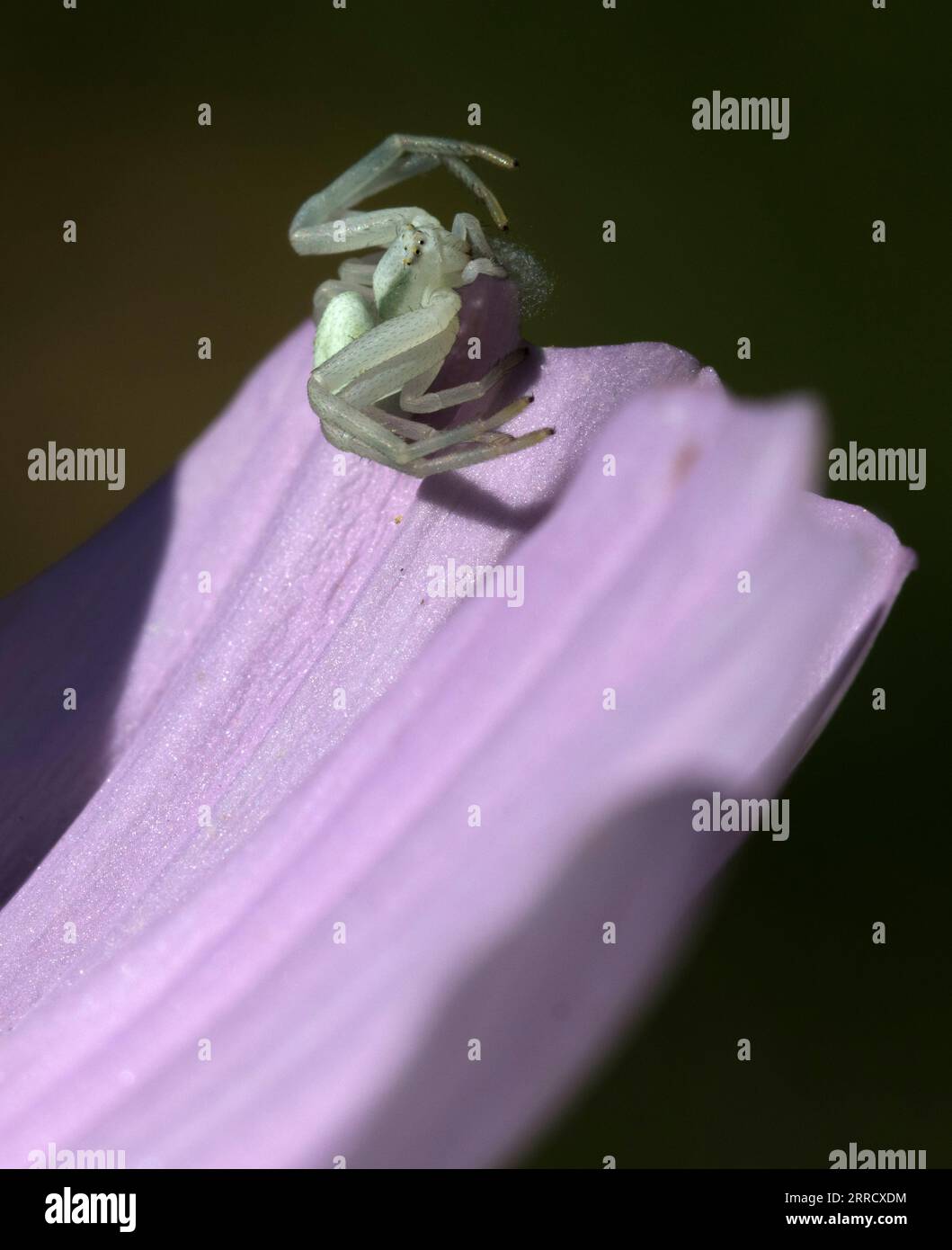 Green Crab Spider on Pink Cosmos Daisy Stock Photo - Alamy