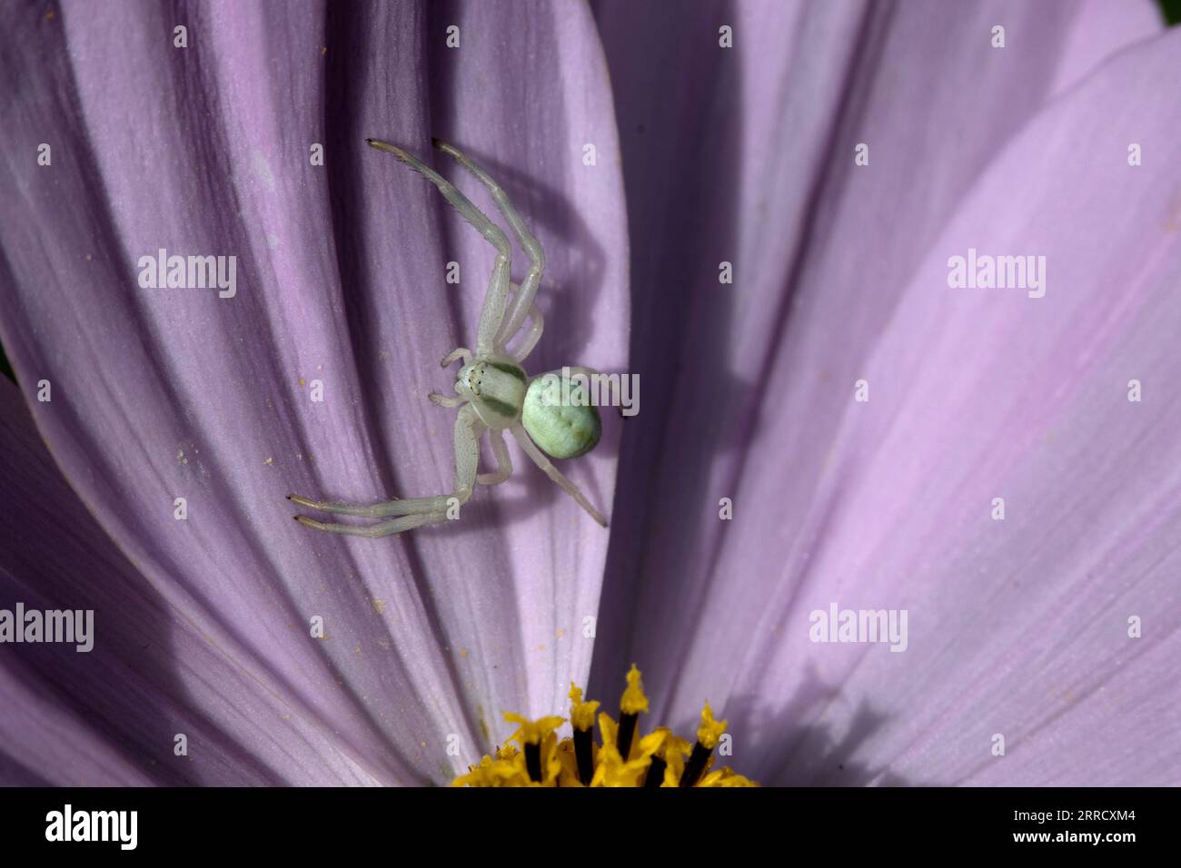 Green Crab Spider on Pink Cosmos Daisy Stock Photo - Alamy