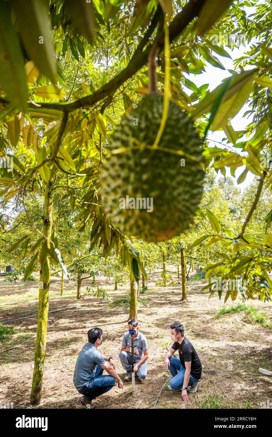211123 -- RAUB, Nov. 23, 2021 -- Durian orchard owner Leong Pui Sam C ...