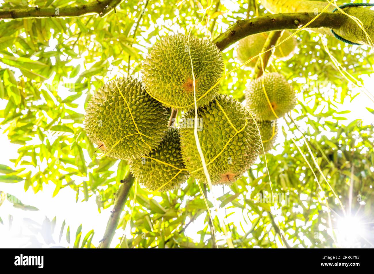 Smart revolution hi-res stock photography and images - Alamy