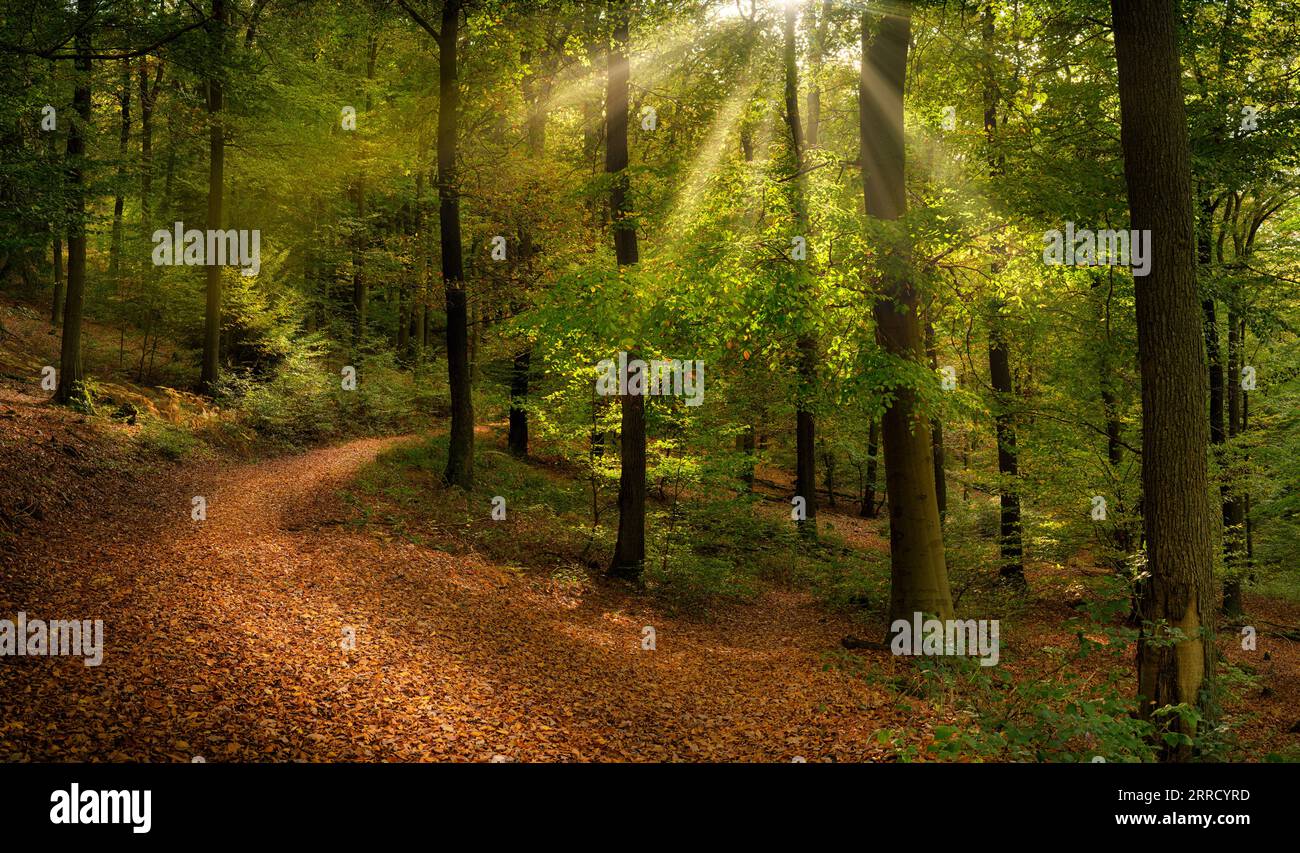 Gorgeous forest scenery with rays of sunlight falling through lush green foliage, with brown ...