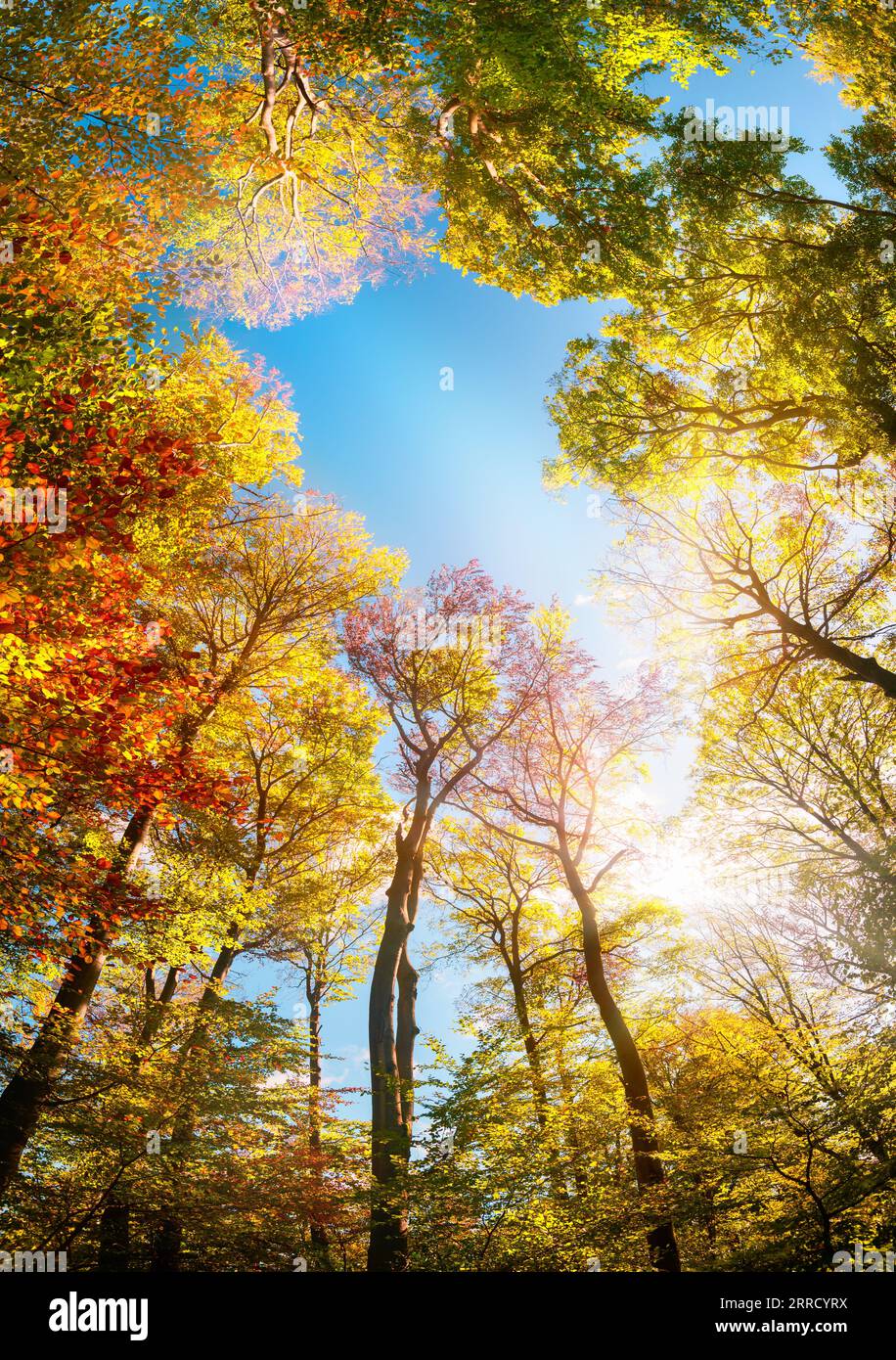 Colorful trees framing the blue sky, a wide angle autumn scenery with ...