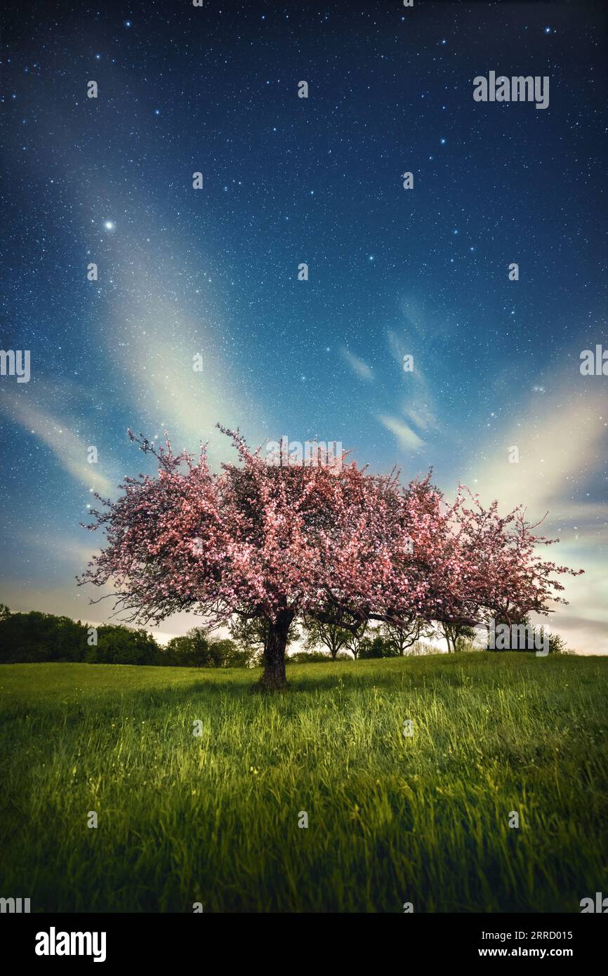 Blossoming pink tree on a green meadow with starry deep blue night sky ...