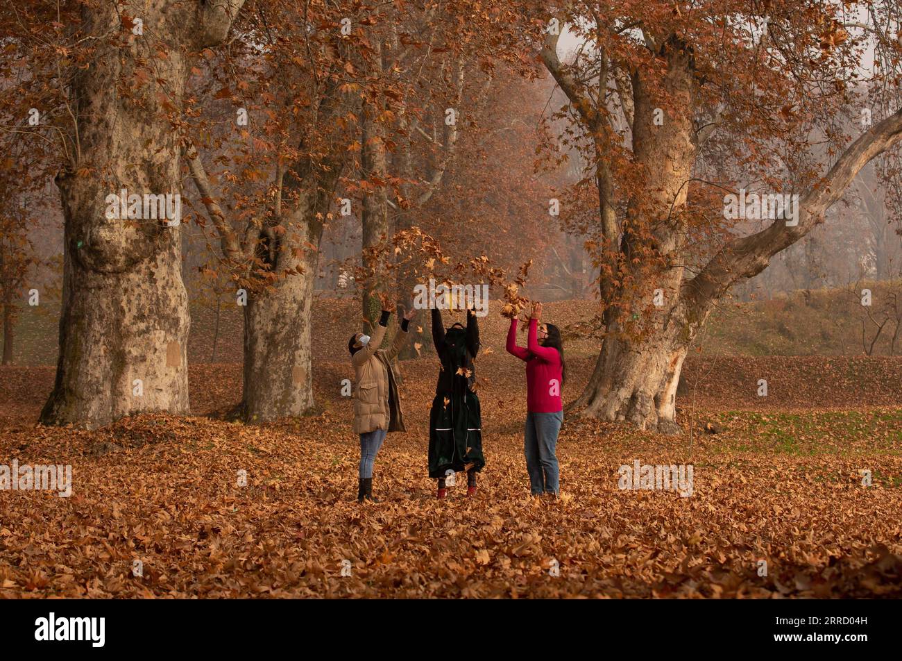 Chinar leaves hi-res stock photography and images - Alamy