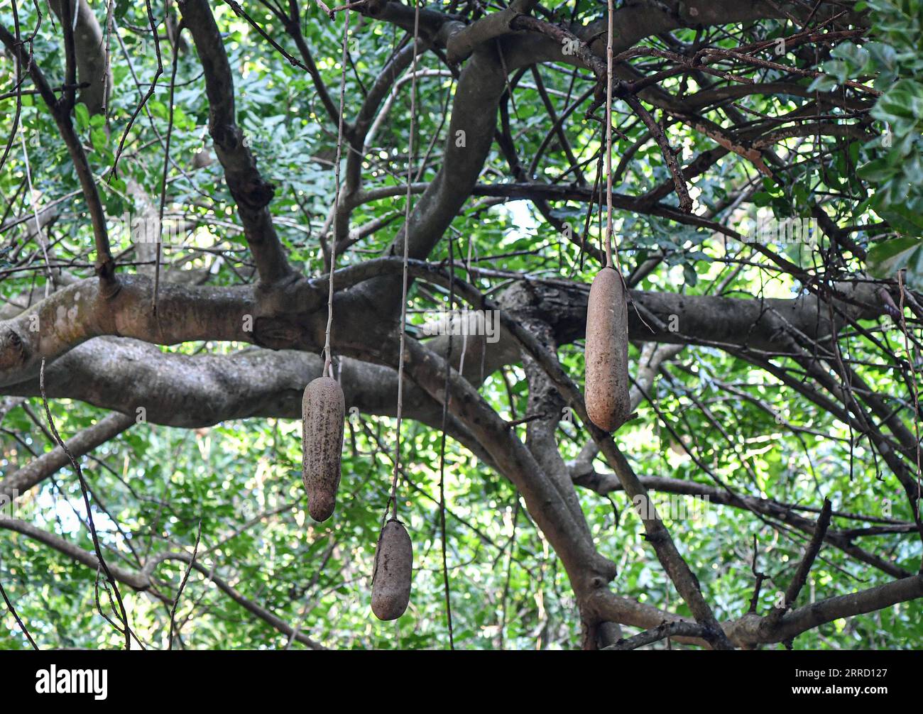 Sausage Tree In The Rainforest