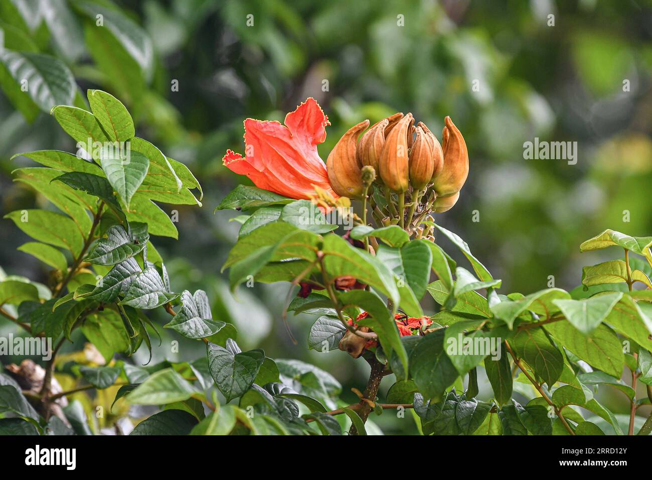 Spathodea campanulata fruit hi-res stock photography and images - Alamy