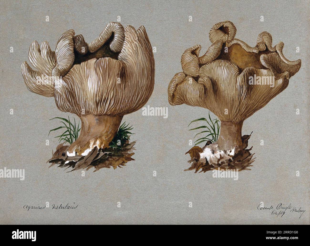 Clouded agaric or Cloud funnel, fungus Clitocybe nebularis, with two ...