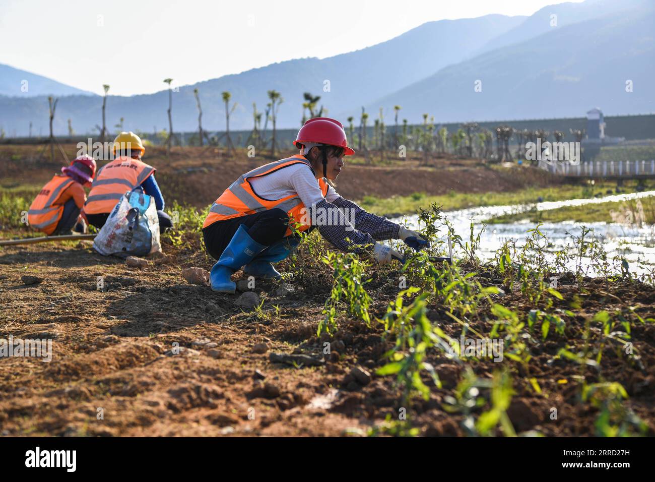211127 -- GUIPING, Nov. 27, 2021 -- Workers plant aquatic plants in the ...