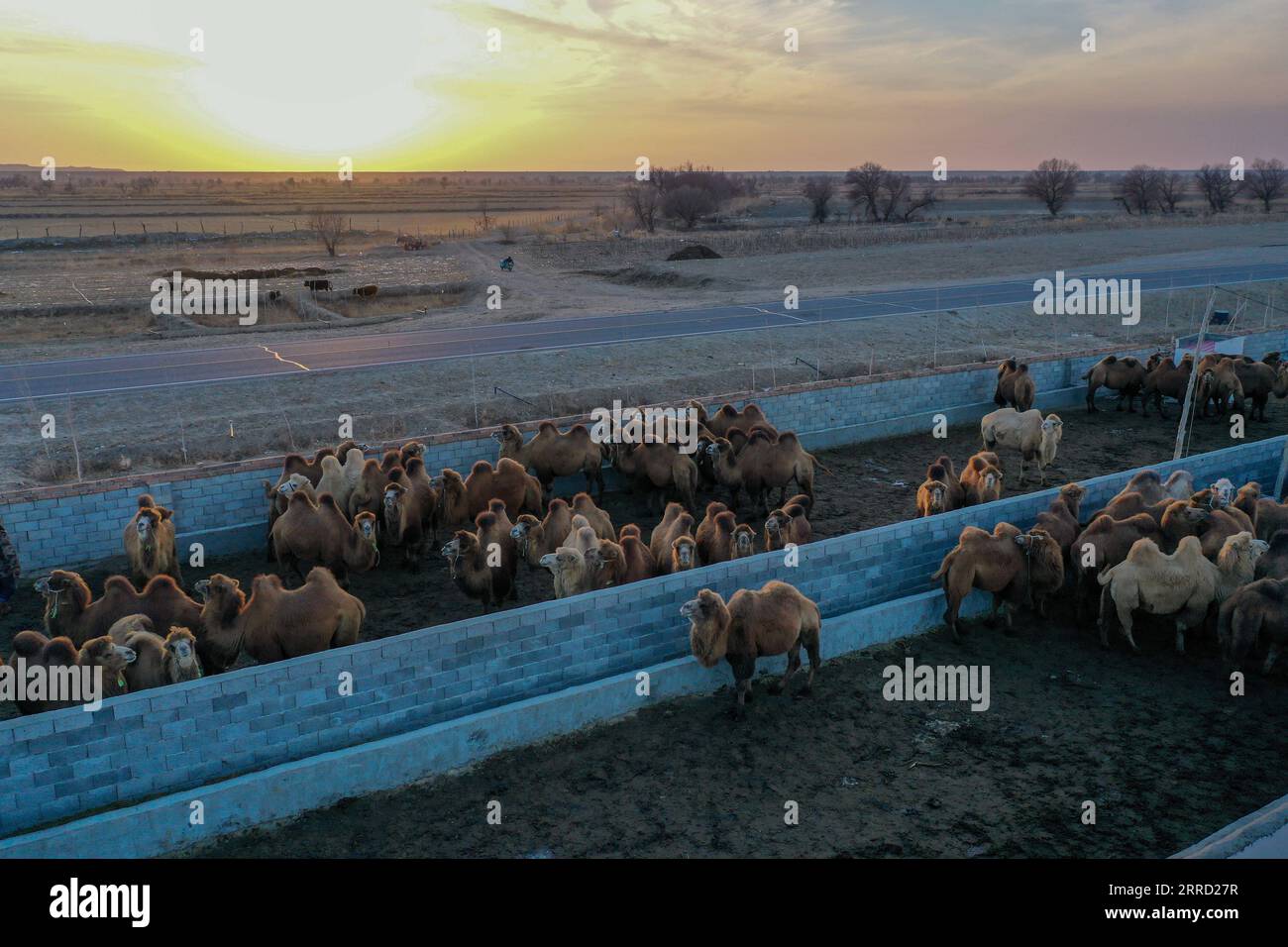 Xinjang fuhai camel hi-res stock photography and images - Alamy