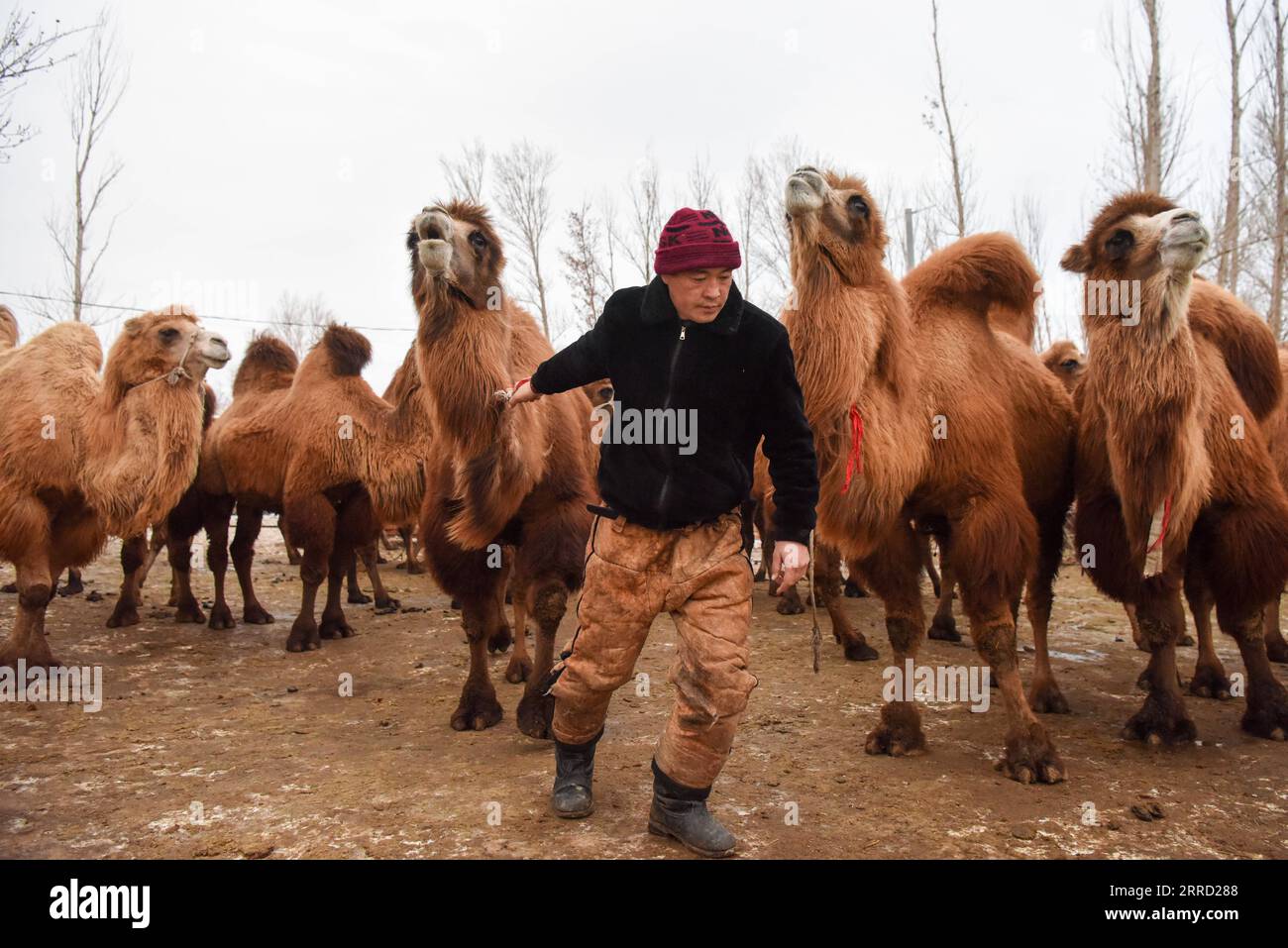 211127 -- FUHAI, Nov. 27, 2021 -- A breeder leads a camel for milking ...