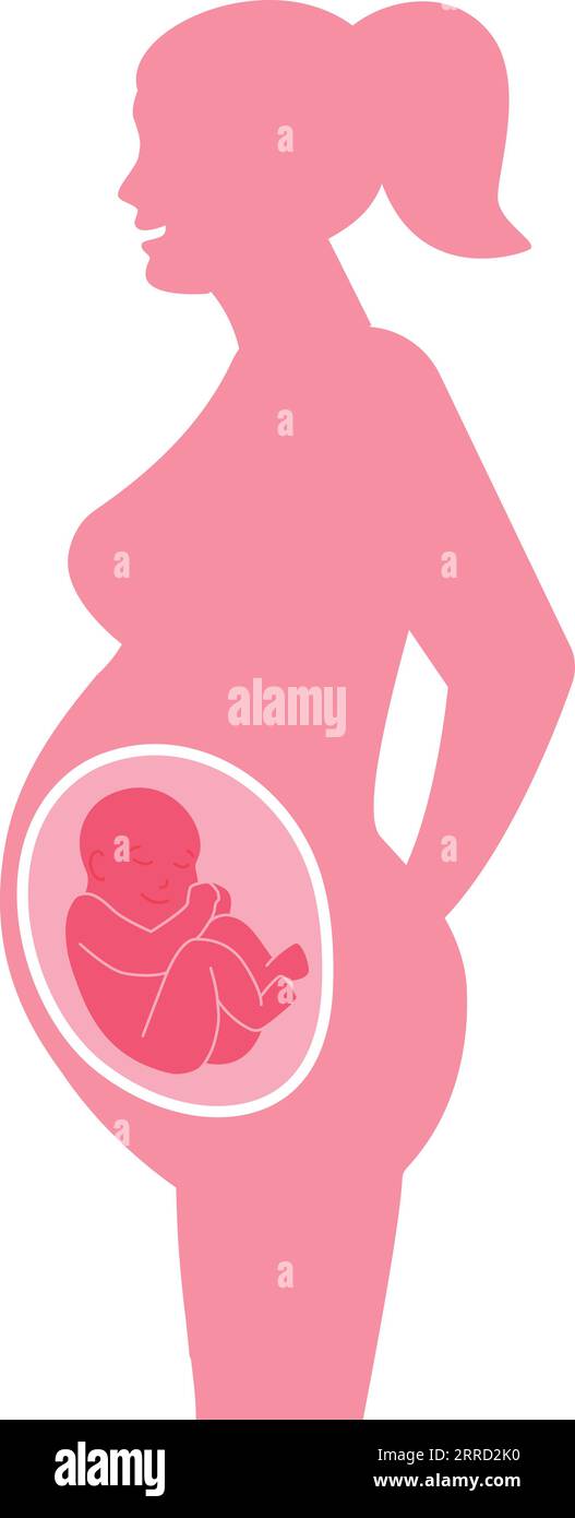 Woman silhouette with fetus in womb. Pregnancy symbol isolated on white ...