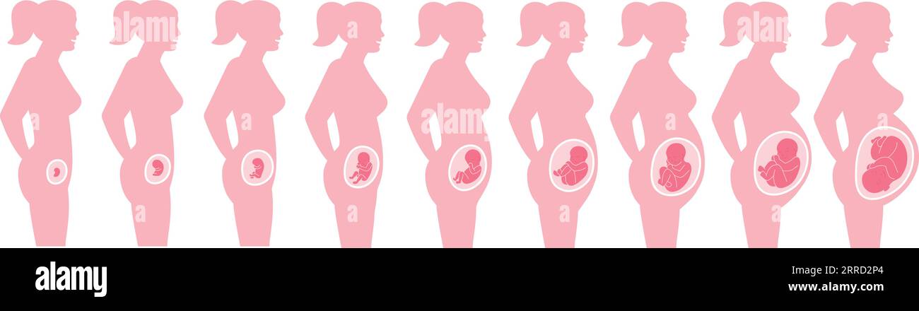 Pregnancy stages. Child body development. Fetus growth isolated on ...