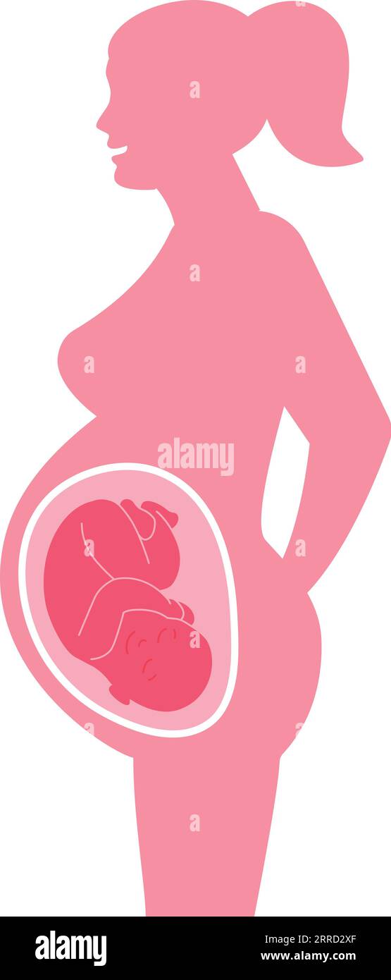 How Baby Born Process