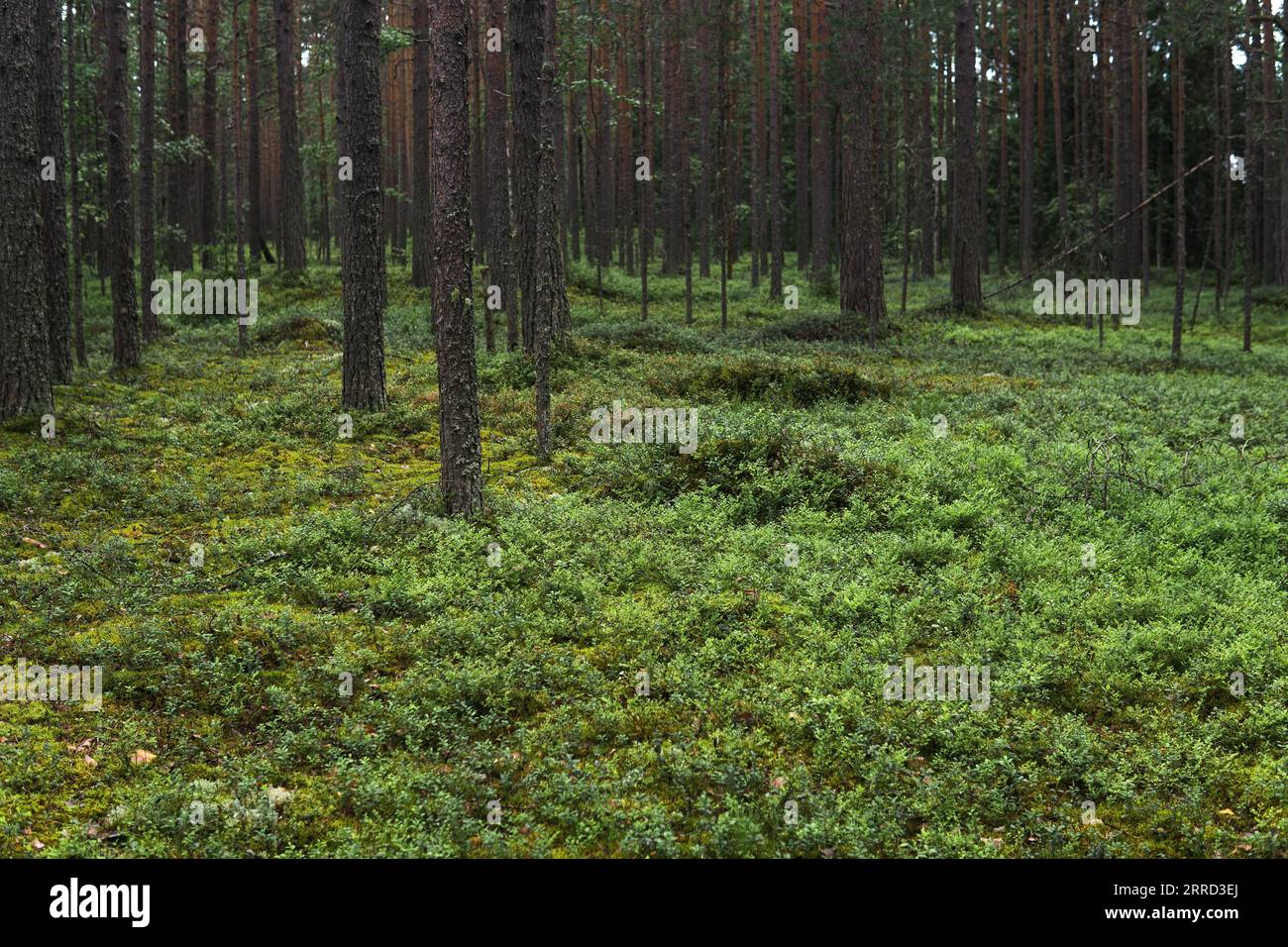 natural landscape, pine boreal forest with moss undergrowth, coniferous ...