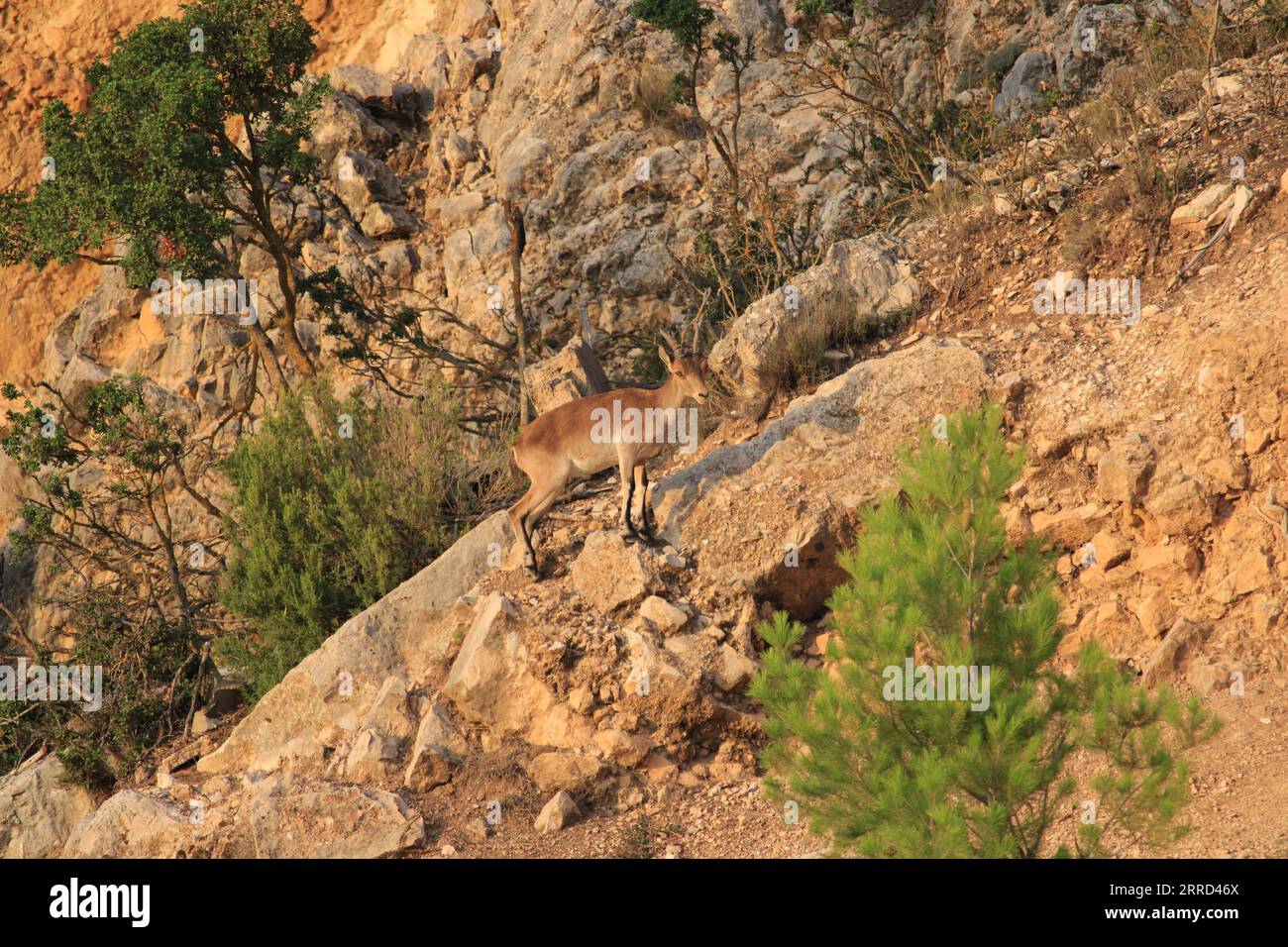 Pezuñas hi-res stock photography and images - Alamy
