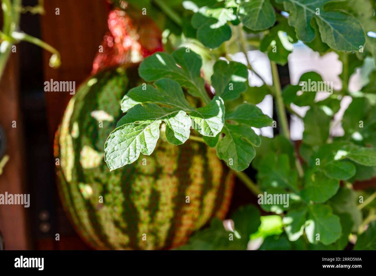 Suspended watermelon in a fruit sling to support the weight Stock Photo ...