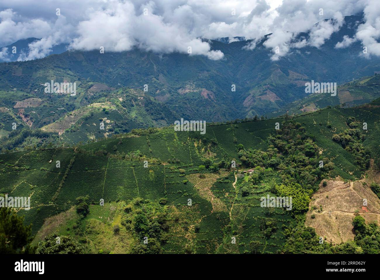 Beautiful Antioquia landscape with green mountains full of coffee ...