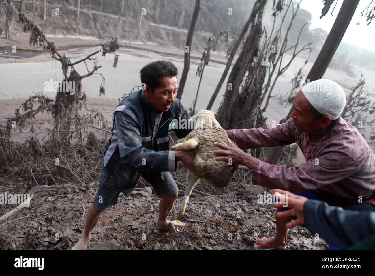 Injured sheep hi-res stock photography and images - Alamy