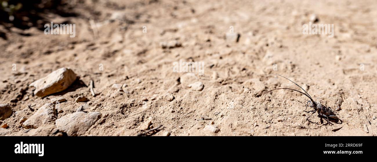 white-spotted sawyer longhorn beetle on a dirt trail at Lassen Volcanic ...