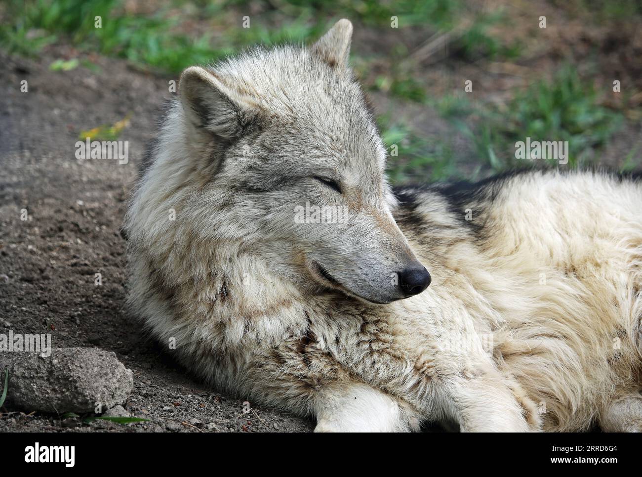 Grey wolf sleeping hi-res stock photography and images - Alamy