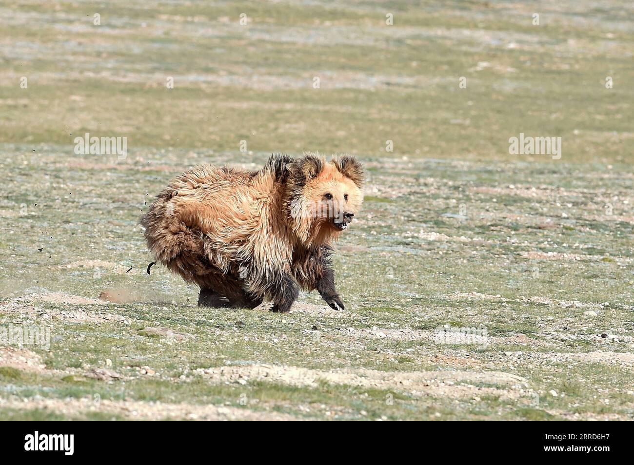 Tibetan bear hi-res stock photography and images - Alamy